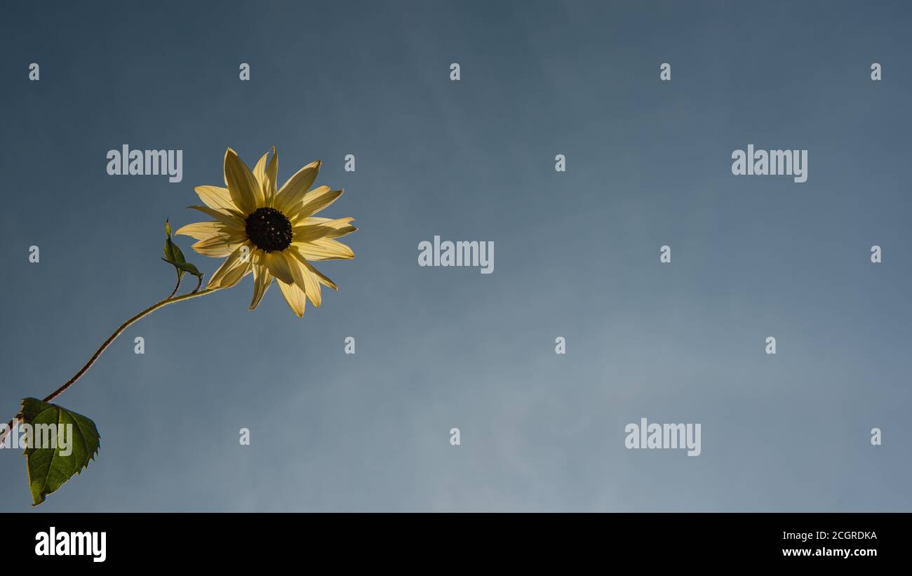 Flower single sky background hi-res stock photography and images - Alamy