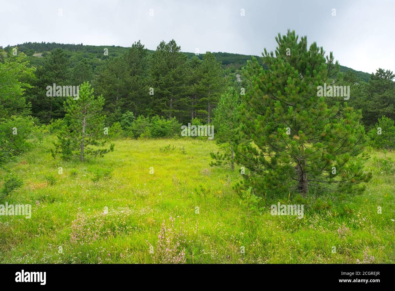 group of small mountain fir trees Stock Photo - Alamy