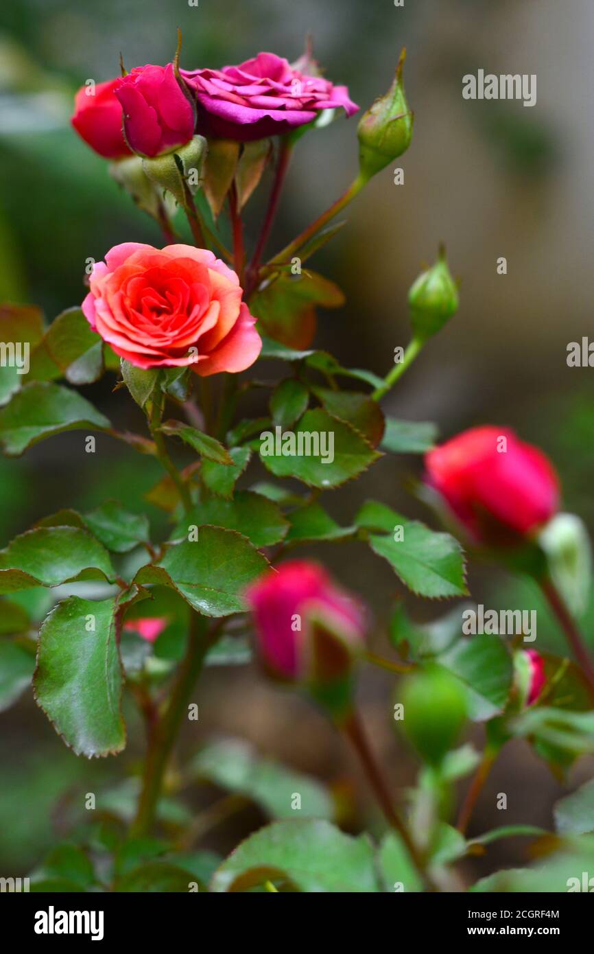 Different color roses hi-res stock photography and images - Alamy