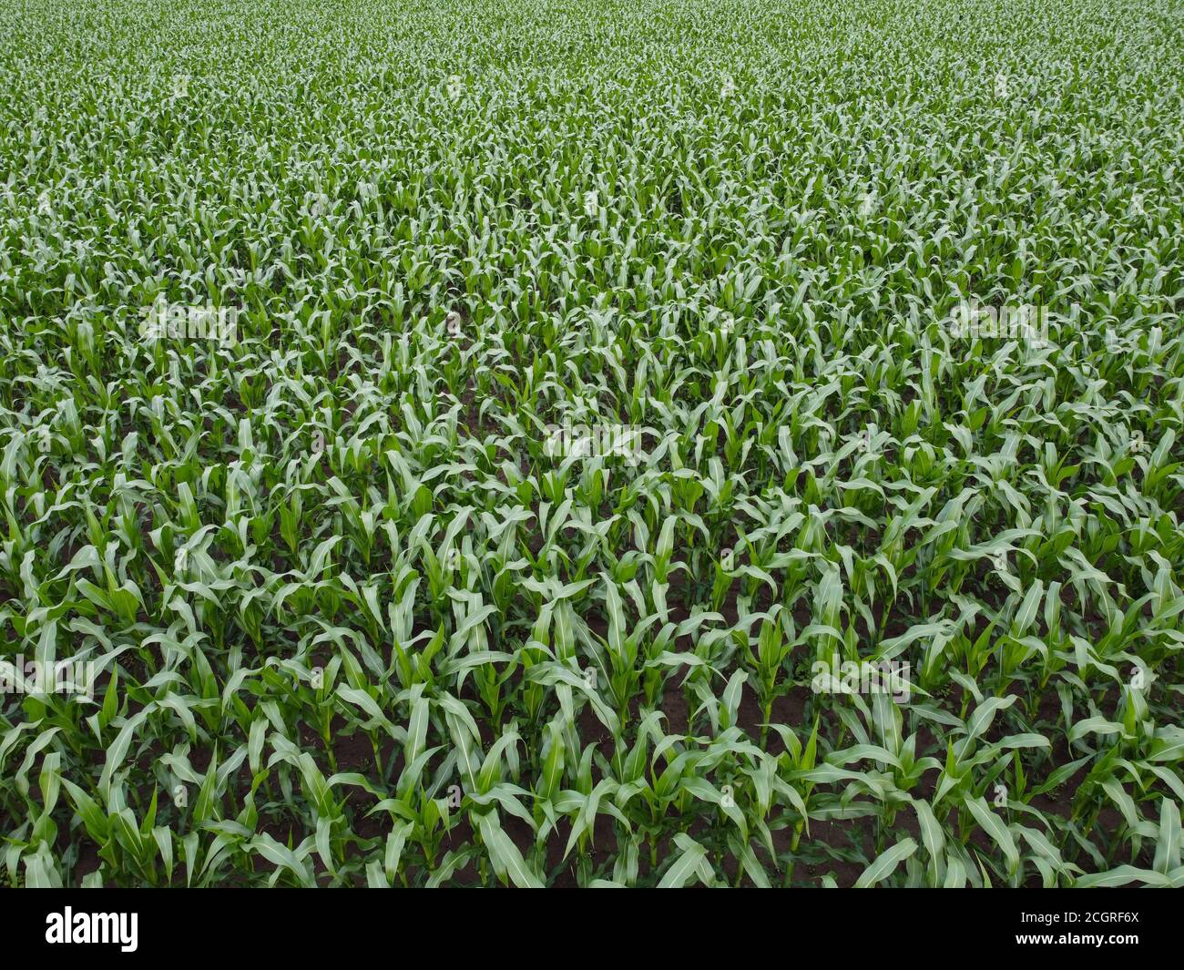 Corn field background hi-res stock photography and images - Alamy