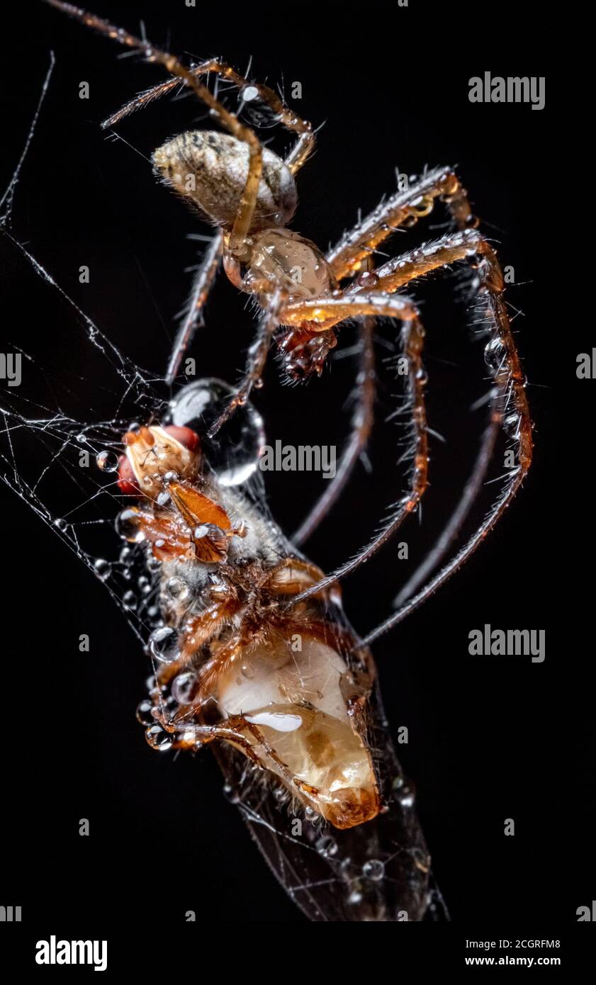 Cannibalism animal hi-res stock photography and images - Alamy