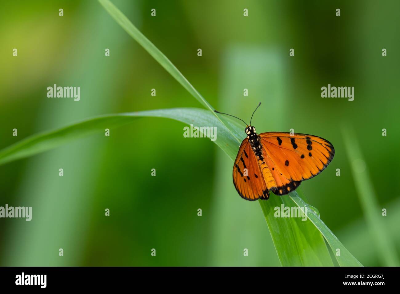 Coster butterfly hi-res stock photography and images - Alamy