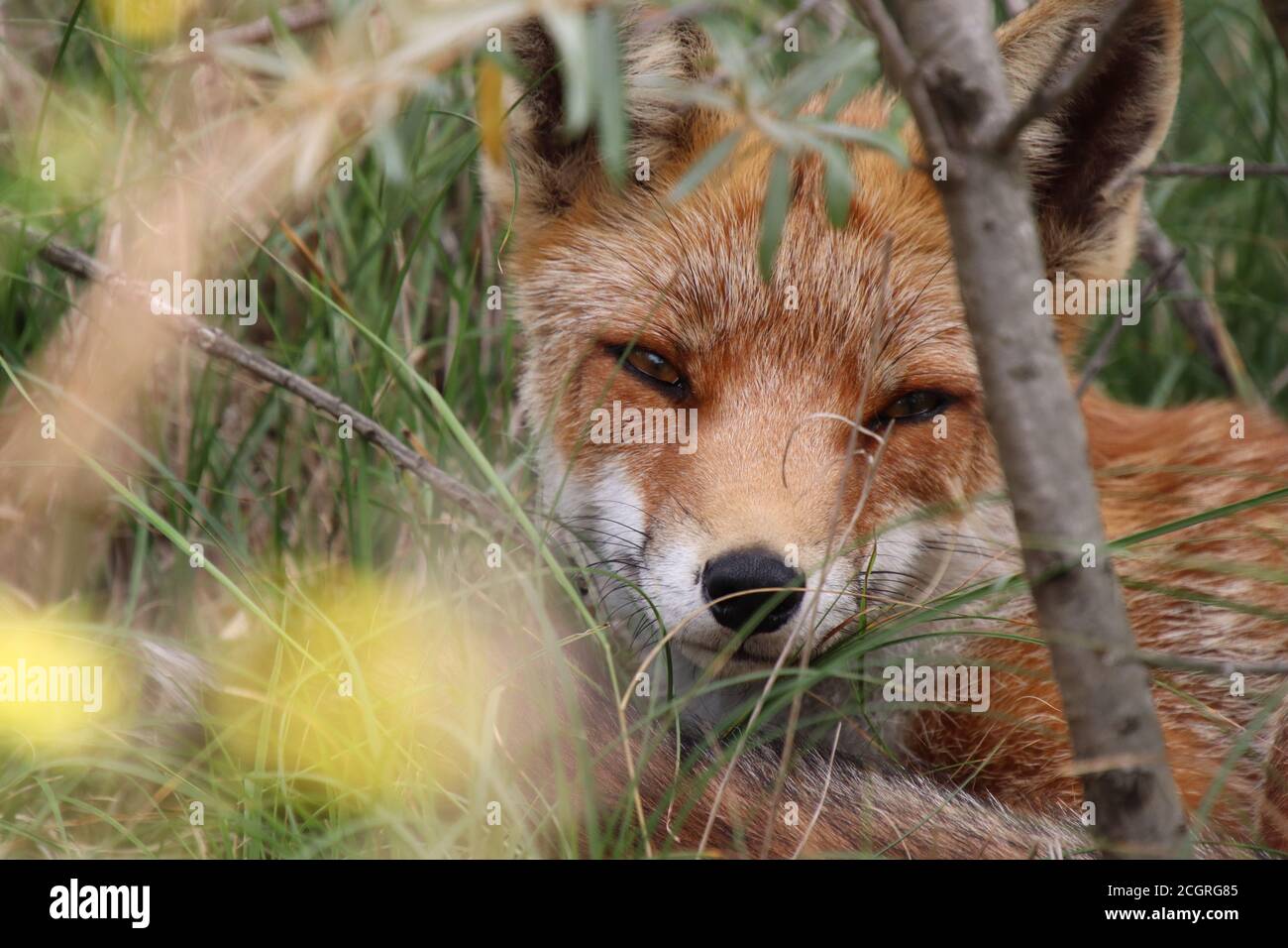 Red fox hiding in the tall grass Stock Photo - Alamy