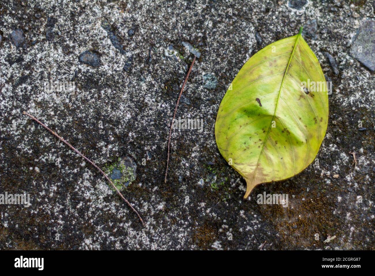 Solitary fallen leaf hi-res stock photography and images - Alamy