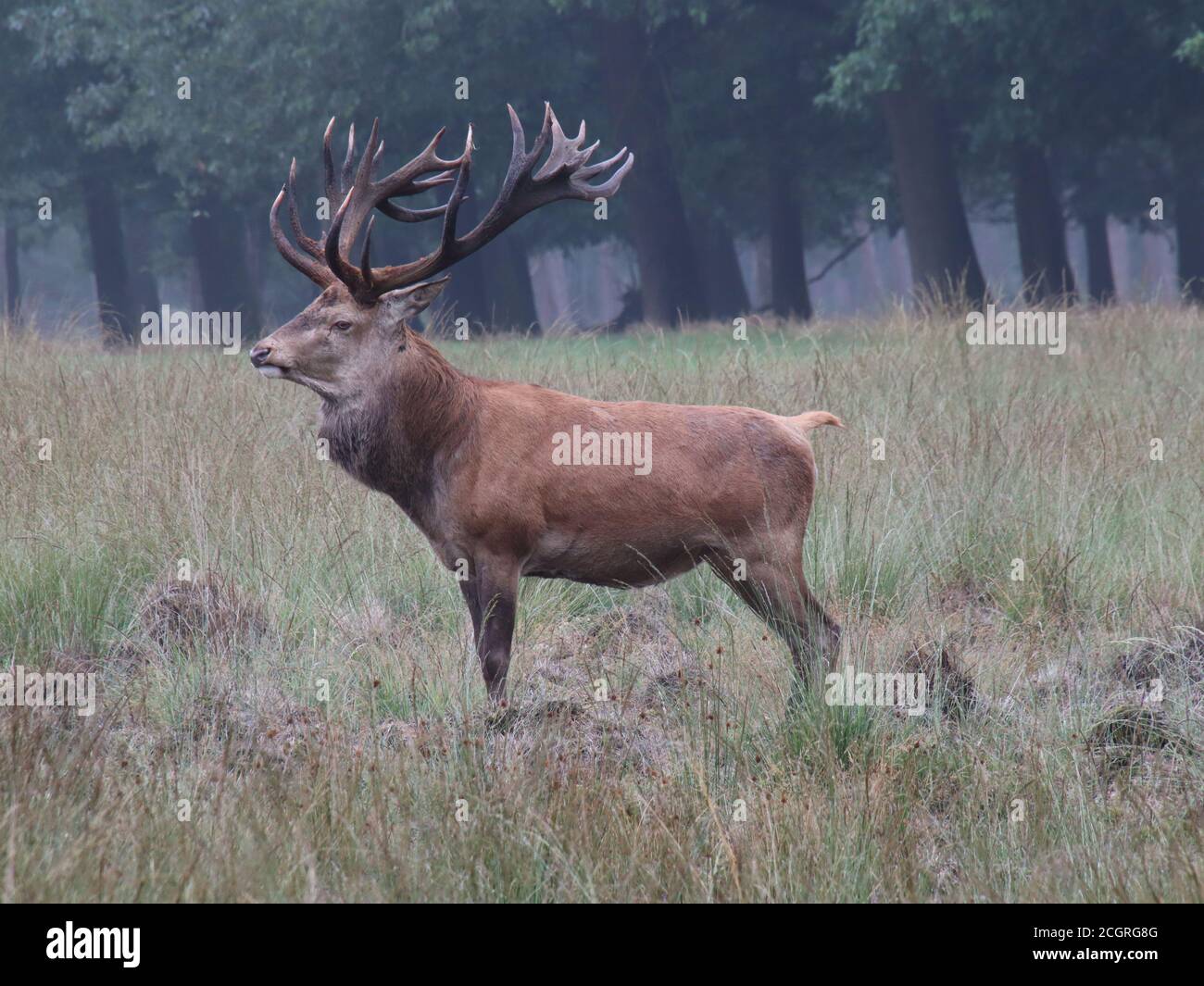 Very large antlers hi-res stock photography and images - Alamy