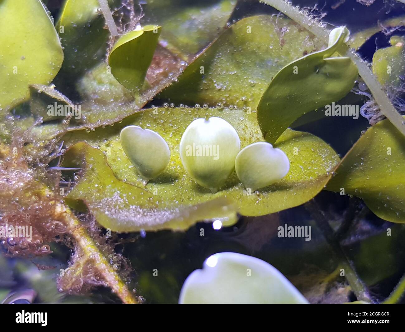 Caulerpa prolifera in refugium system for saltwater coral reef aquarium ...