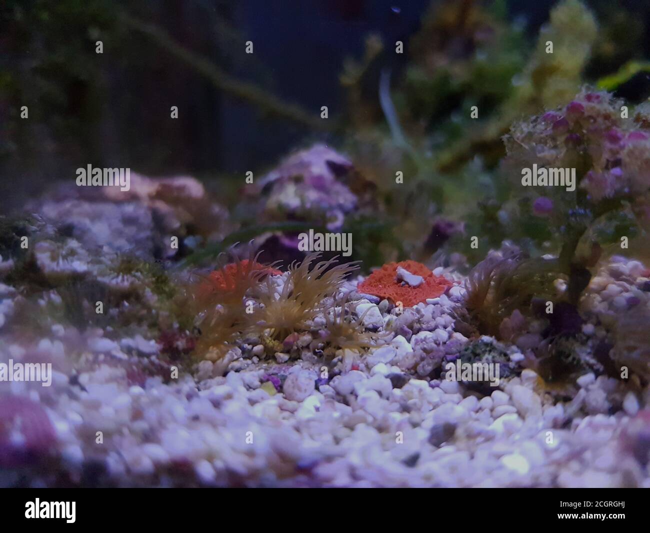 Aiptasia - small anemone and one of the common pests in saltwater reef ...