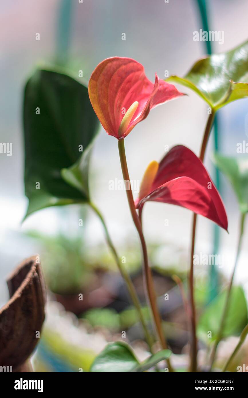 Pink anthurium flowers as a home plant Stock Photo - Alamy