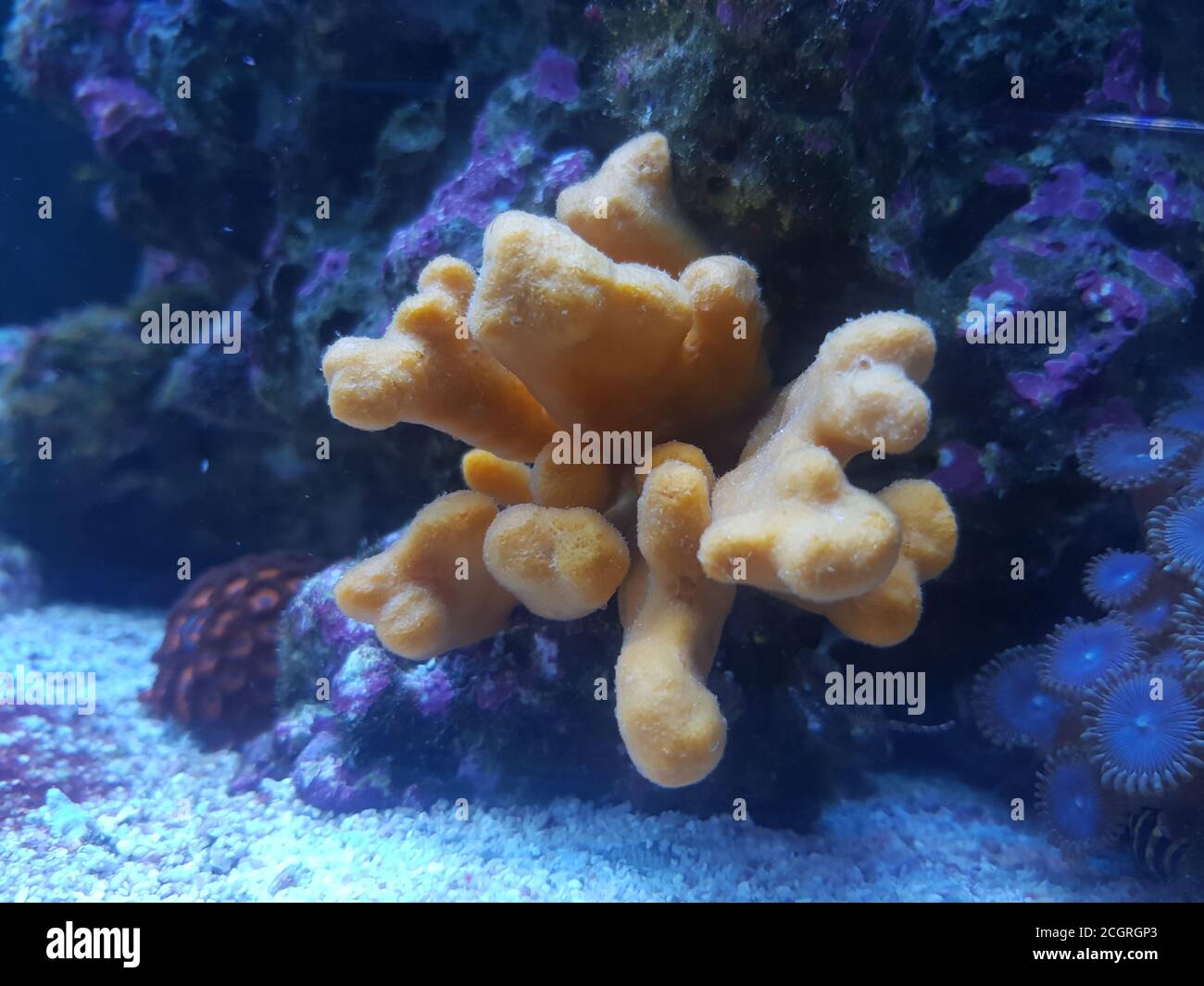 Yellow antlers sponge (Axinella polypoides) in Mediterranean Sea Stock ...