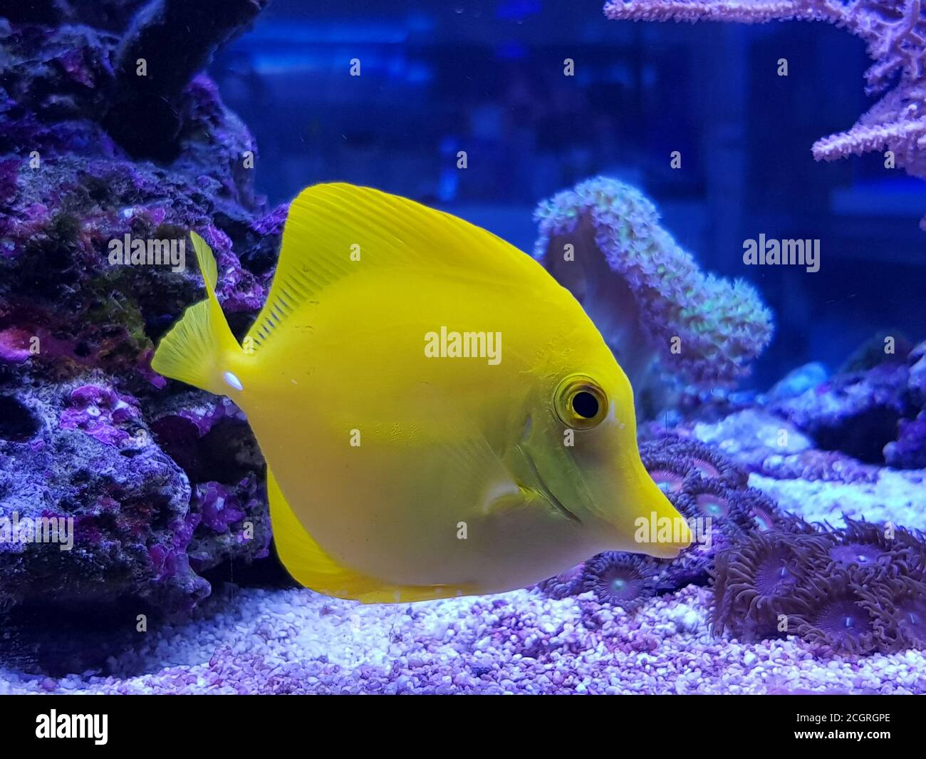 Yellow Tang, Hawaiian fish - ( Zebrasoma flavescens Stock Photo - Alamy