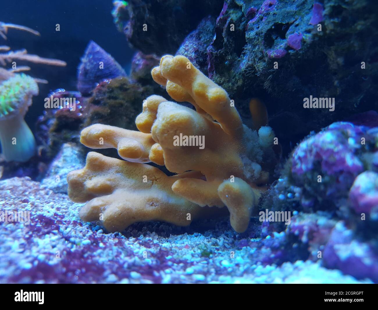 Yellow antlers sponge (Axinella polypoides) in Mediterranean Sea Stock ...