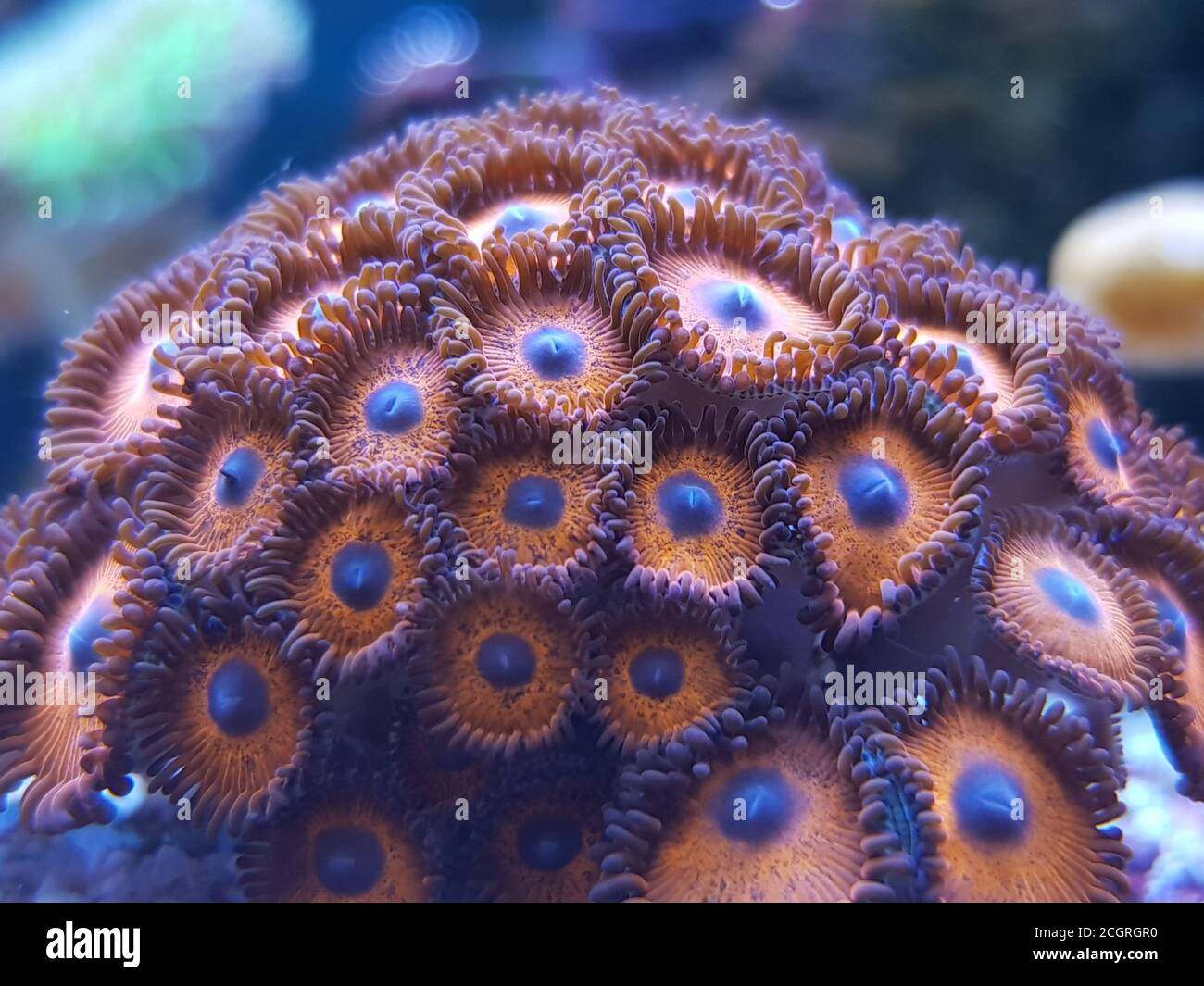 Zoanthus polyps small colony in reef aquarium Stock Photo - Alamy