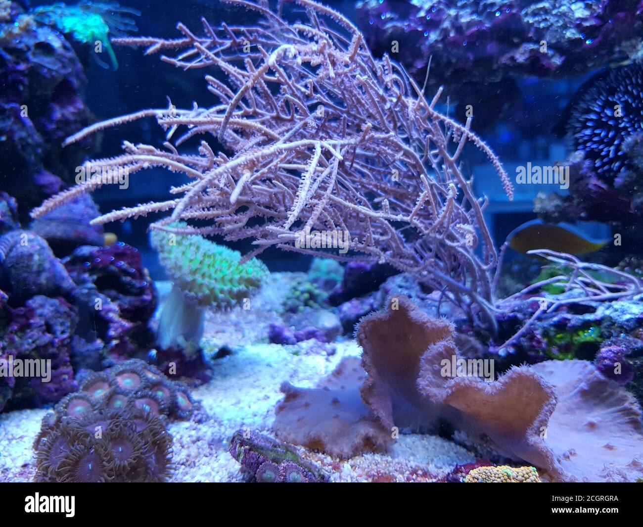 Photosynthetic Coral High Resolution Stock Photography and Images - Alamy
