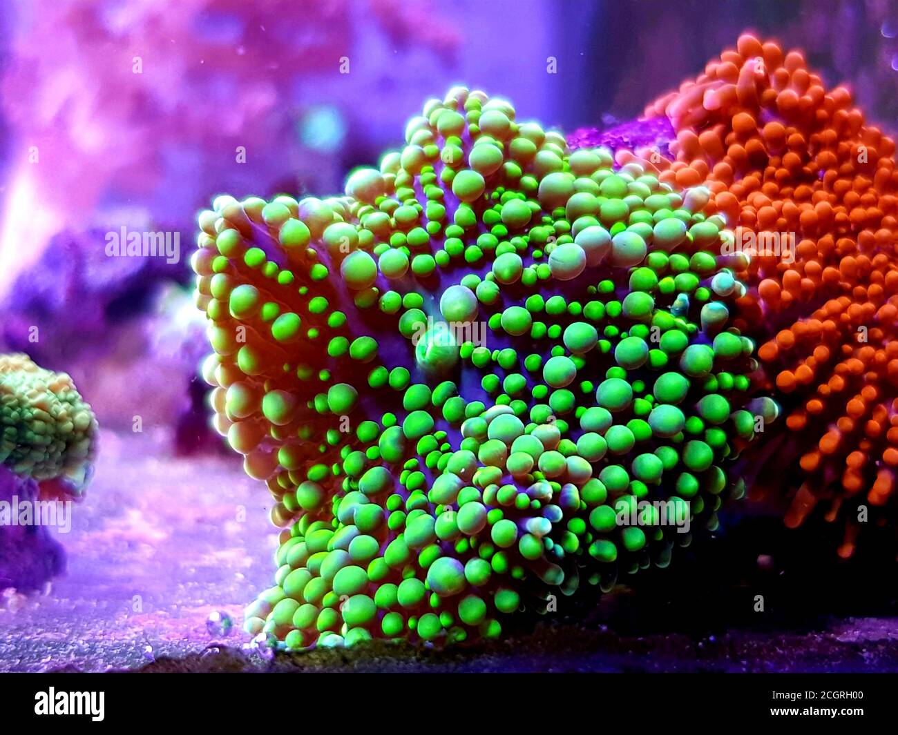 Koral color hi-res stock photography and images - Alamy