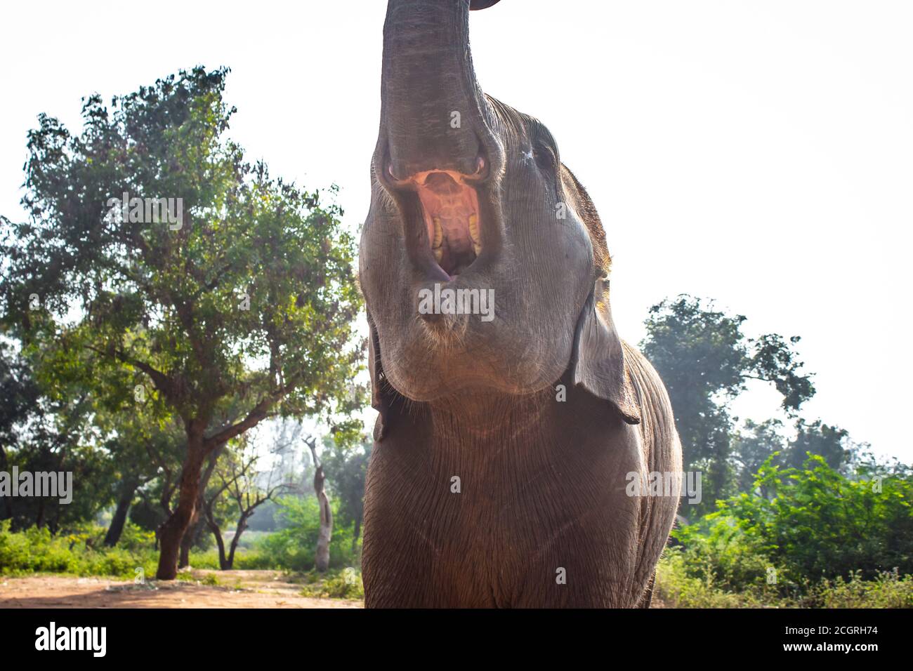 Baby Elephant Portrait. Baby elephant opening mouth & playing on the ...