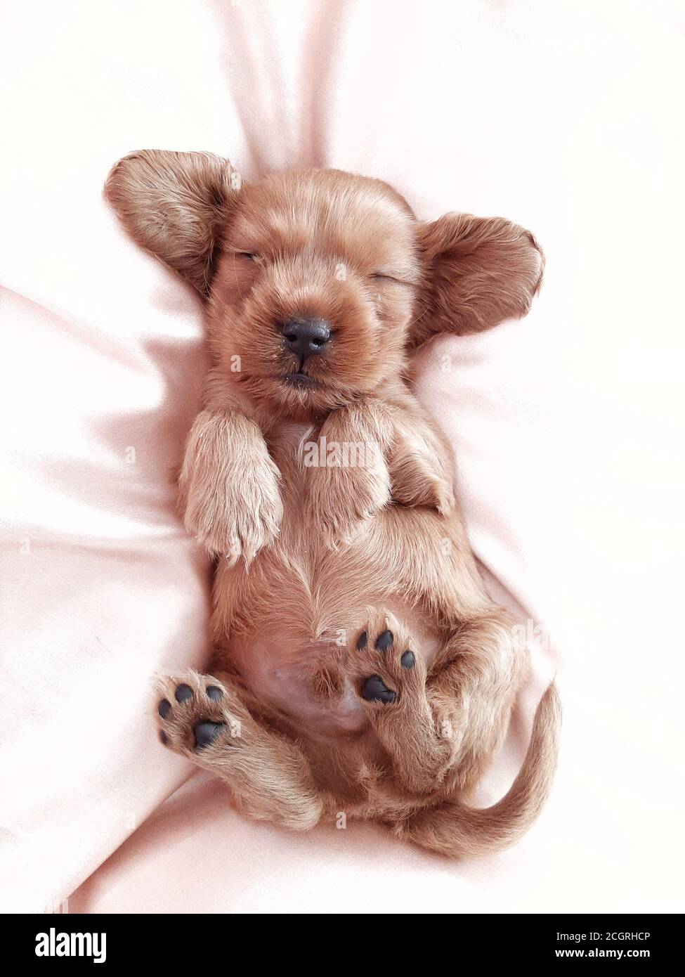 Golden english cocker spaniel hi-res stock photography and images - Alamy