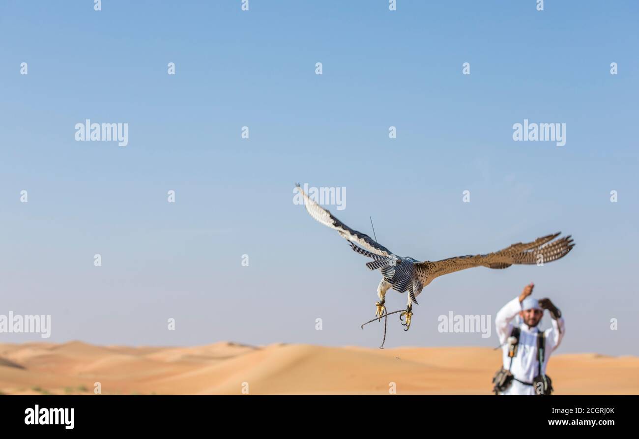 Dubai, UAE, November 19th, 2016: A falconer in traditional outfit ...