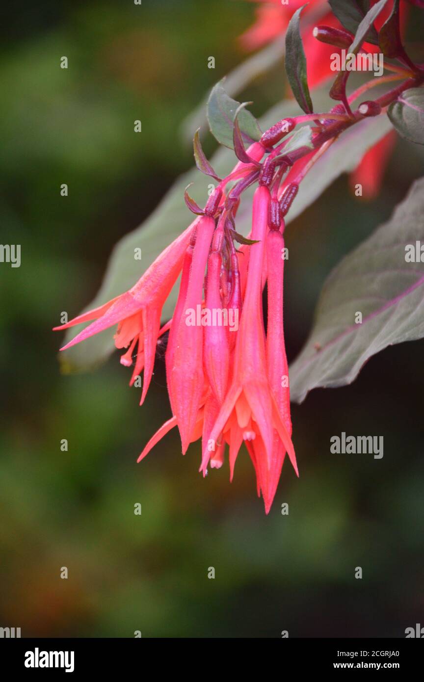 Orange/Red Trumpet-shaped Triphylla Fuchsia Flowers 'Gartenmeister ...