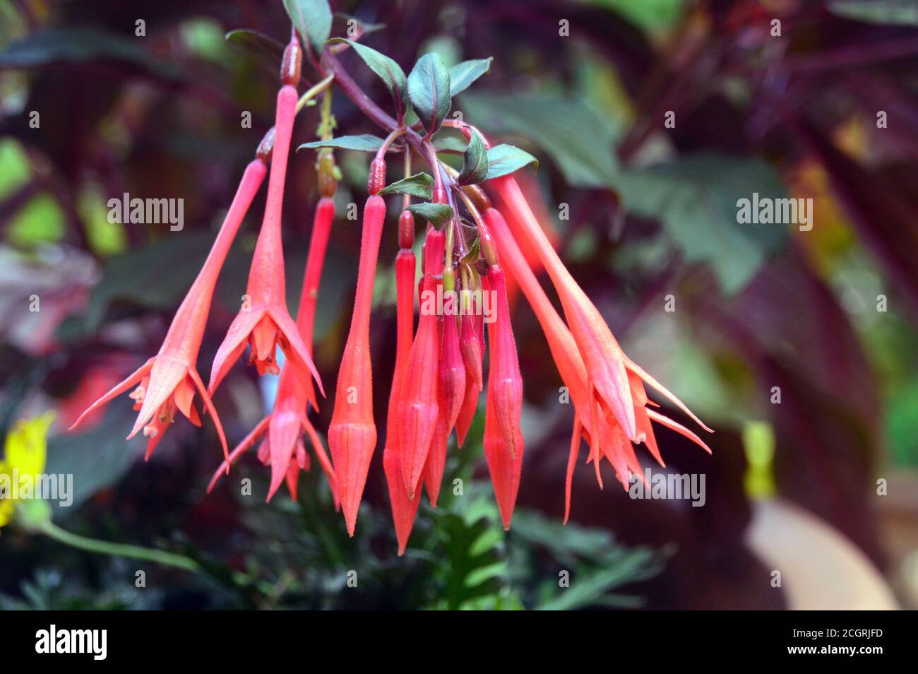 Orange/Red Trumpet-shaped Triphylla Fuchsia Flowers 'Gartenmeister ...
