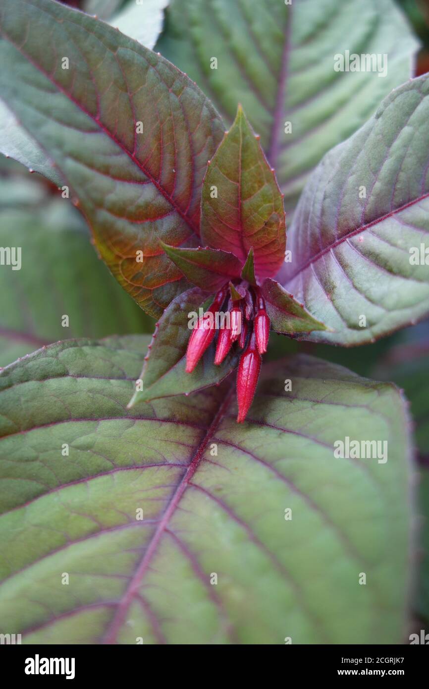 Orange/Red Trumpet-shaped Triphylla Fuchsia Flower Buds 'Gartenmeister ...