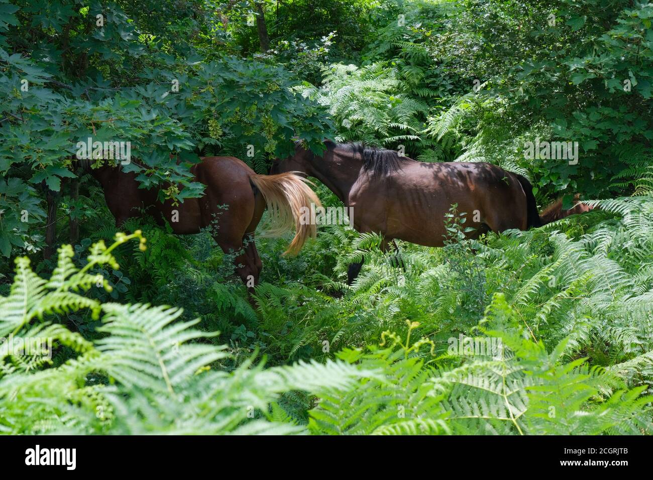 group of horses in the mountain area of the majalla Stock Photo - Alamy