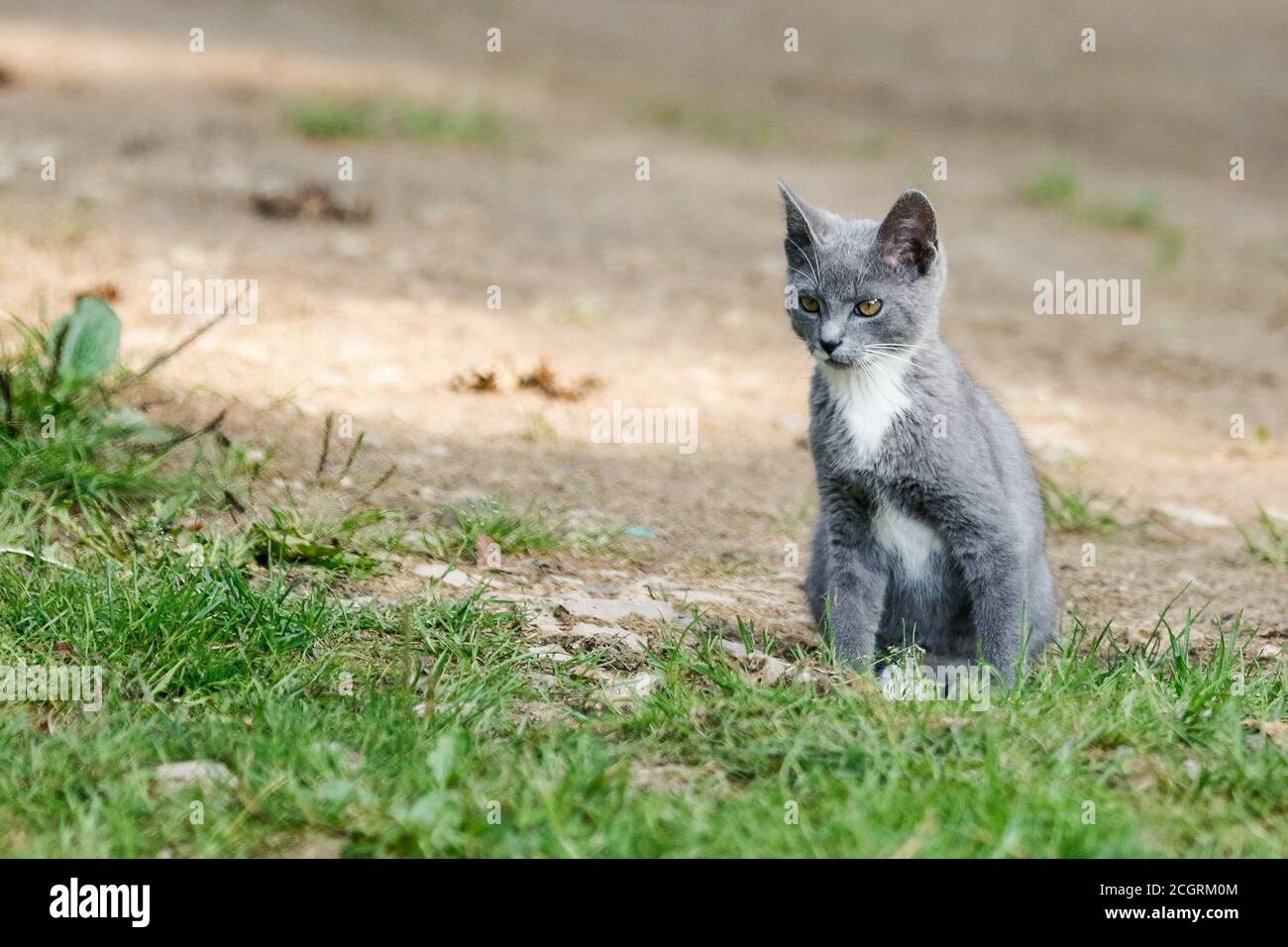 The Gray kitten playing in the grass Stock Photo - Alamy