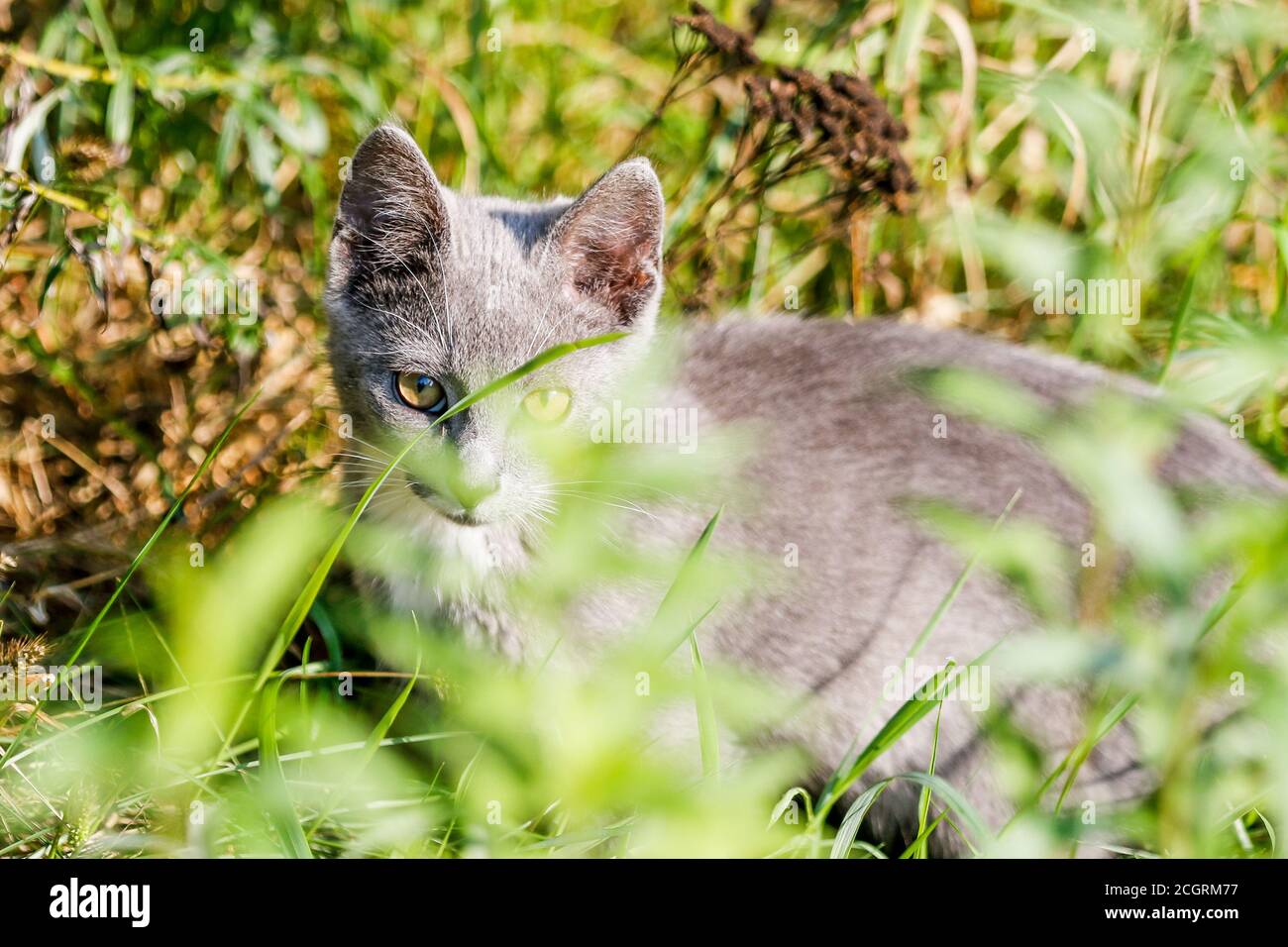 The Gray kitten playing in the grass Stock Photo - Alamy