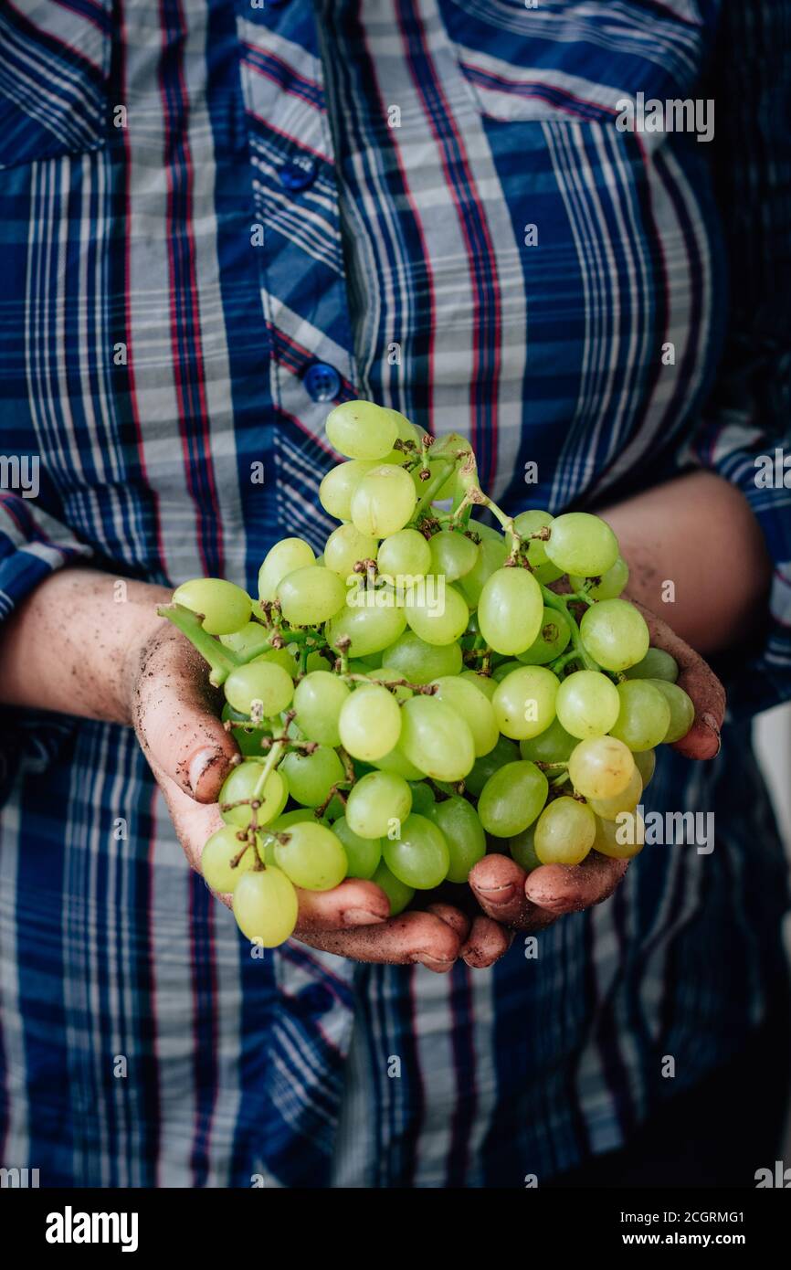 Farmer hands holding hip of ripe green grapes Stock Photo - Alamy