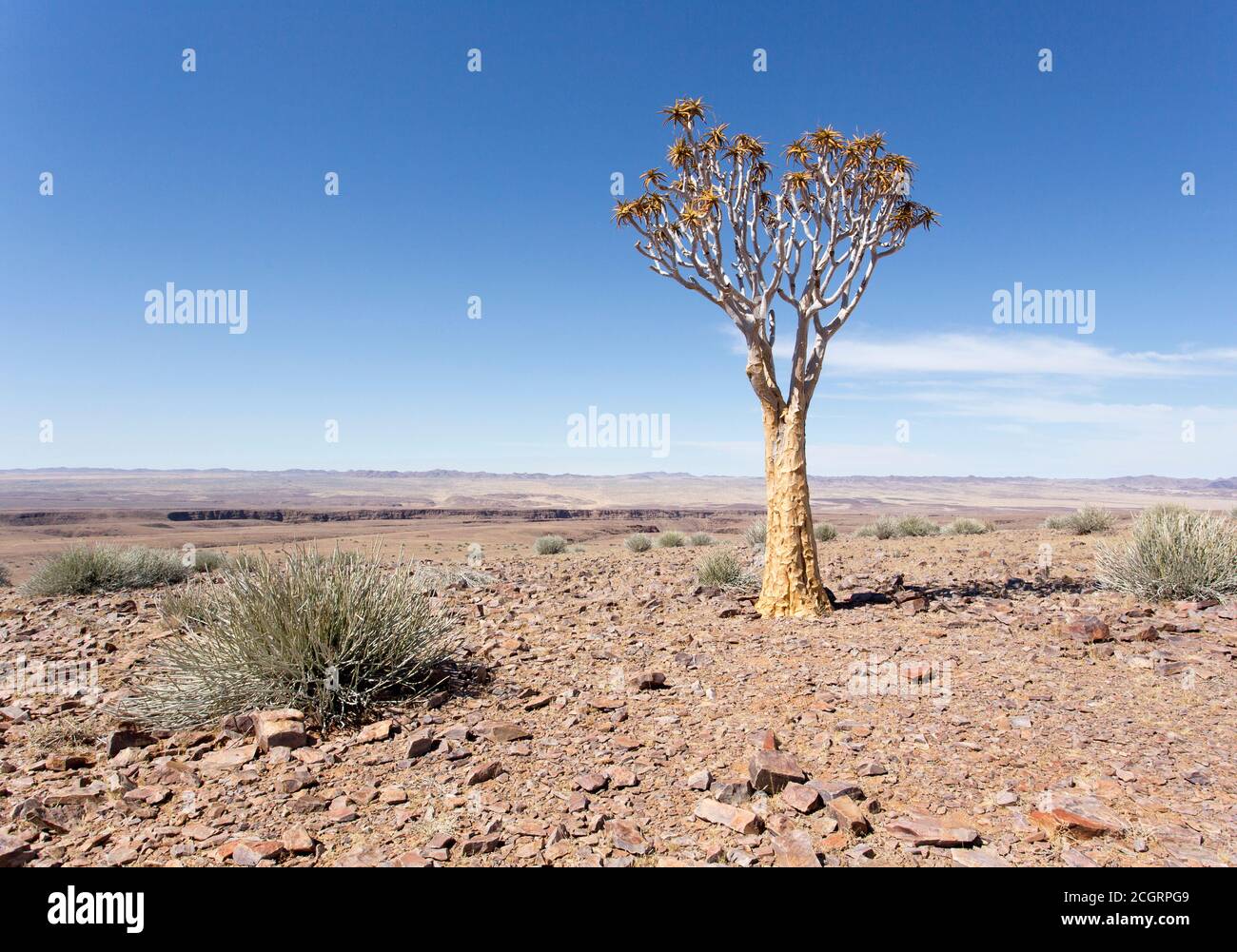 View of quiver tree in Namibia desert Stock Photo - Alamy