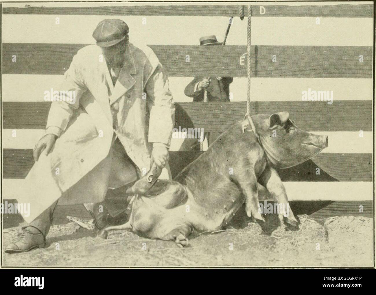 . Animal castration, a book for the use of students and practitioners ...