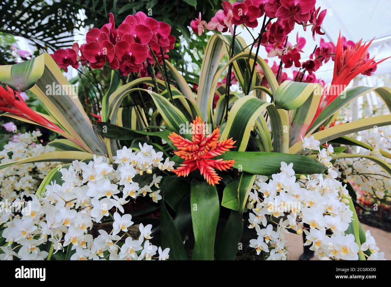 A display of brightly coloured exotic flowers including various orchids ...
