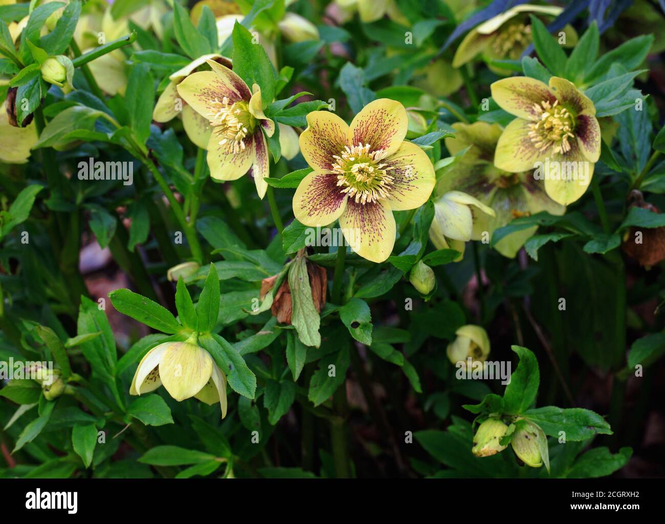 Yellow spring flowers of lenten rose hi-res stock photography and ...
