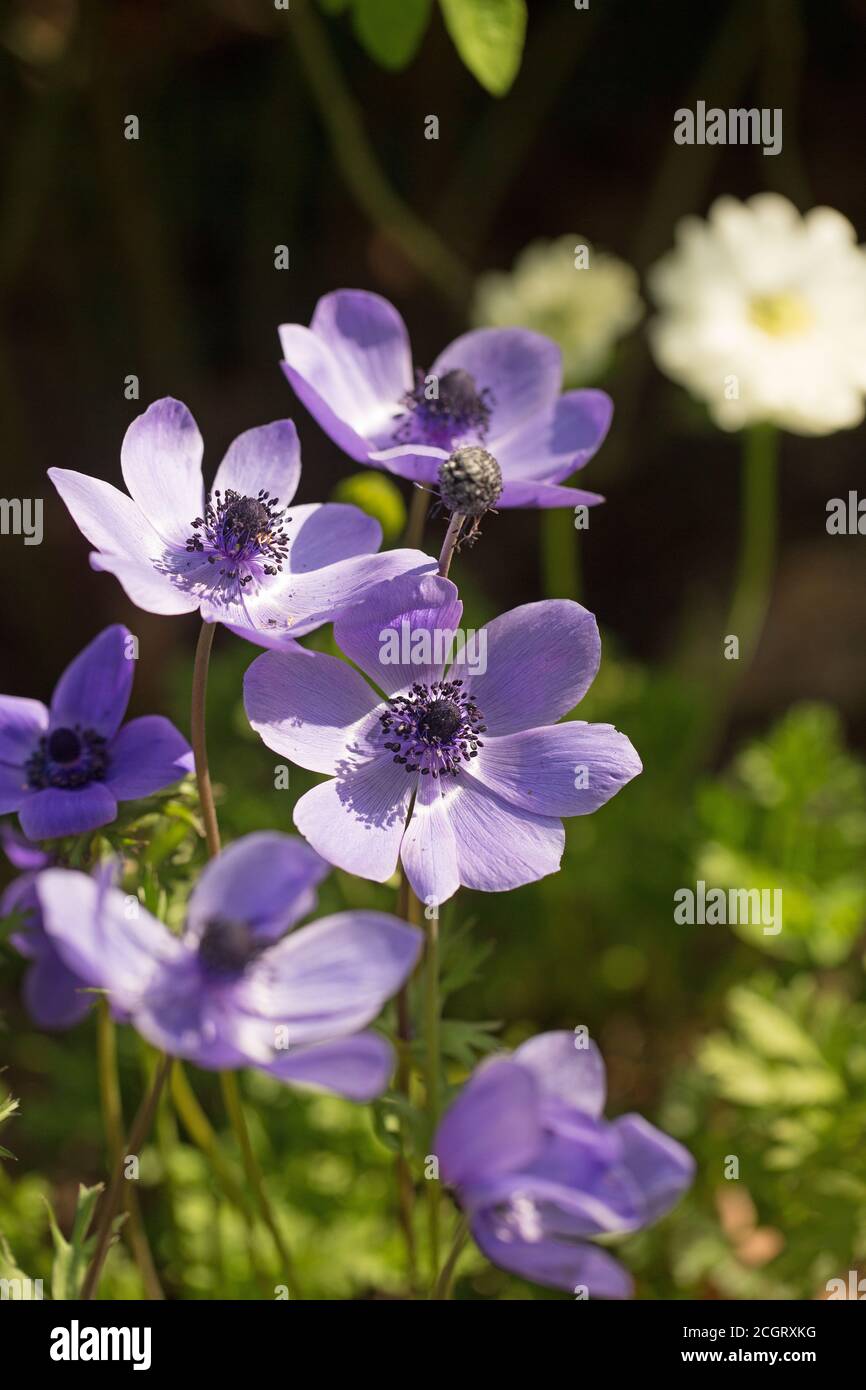Pretty Anemone Flowers (Subfamily‎: ‎Ranunculoideae) in full bloom with ...
