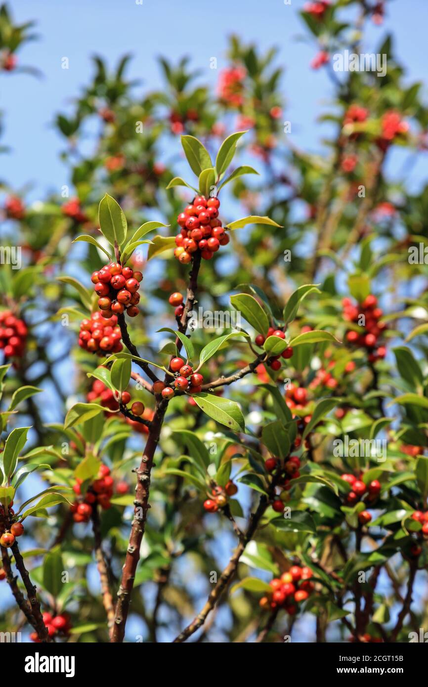Bright red berries on a holly bush. A traditional image on Christmas ...