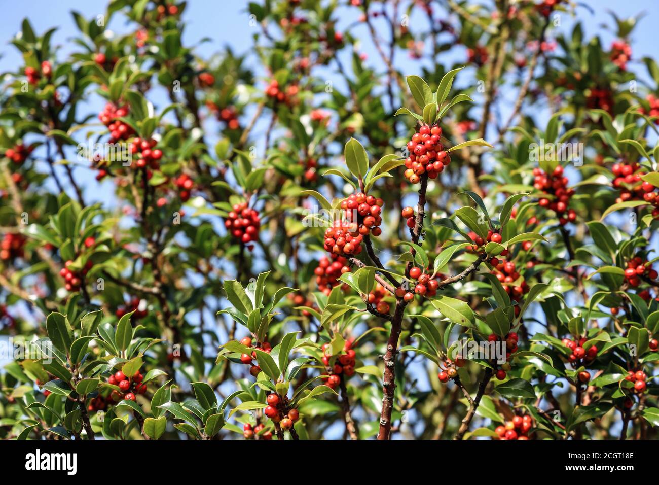 A bright red bush of holly Stock Photo - Alamy
