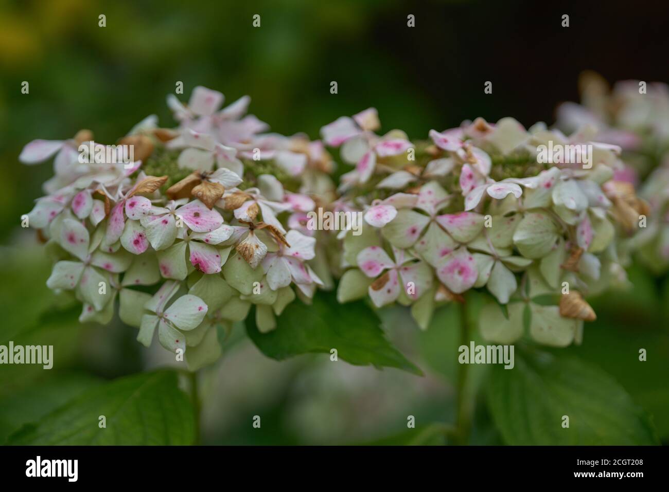 Hydrangea lush blossom Stock Photo - Alamy