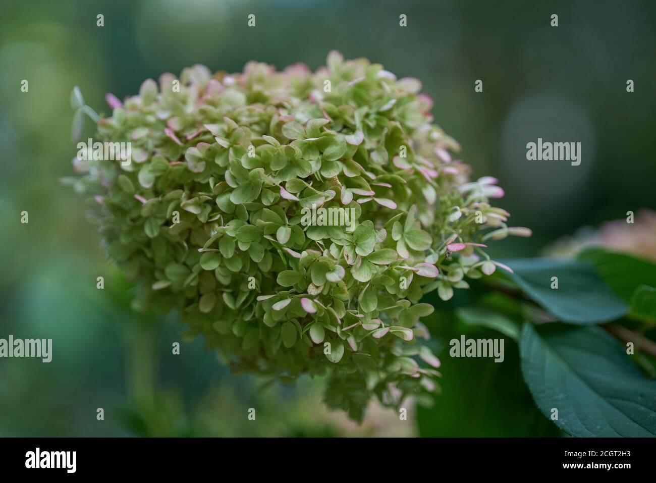 Hydrangea lush blossom Stock Photo - Alamy