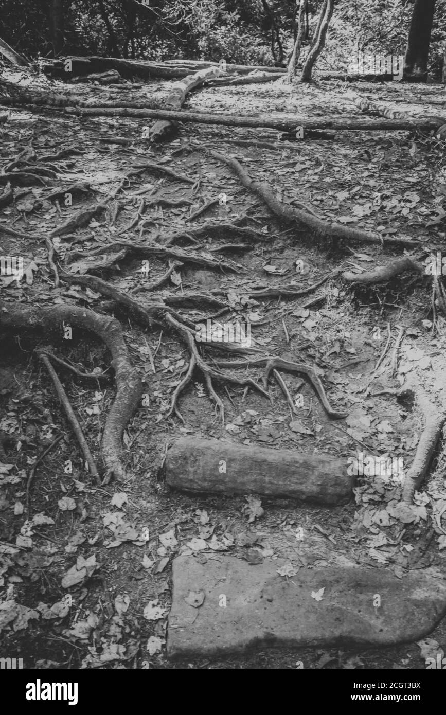 A complex array of roots tangled together across a footpath trail on ...