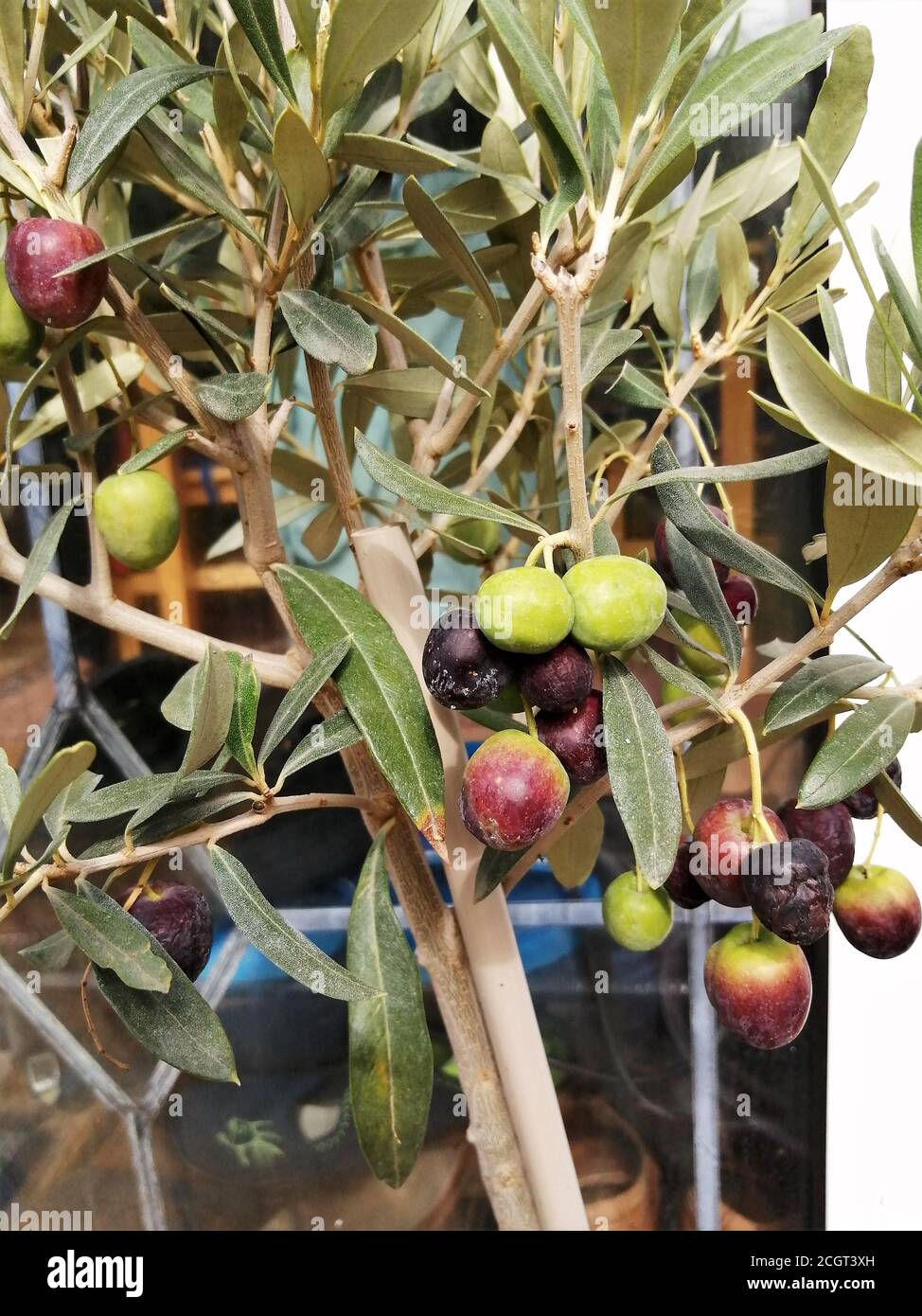 Olive branches. Close-up image of olive tree leaves and olives Stock ...