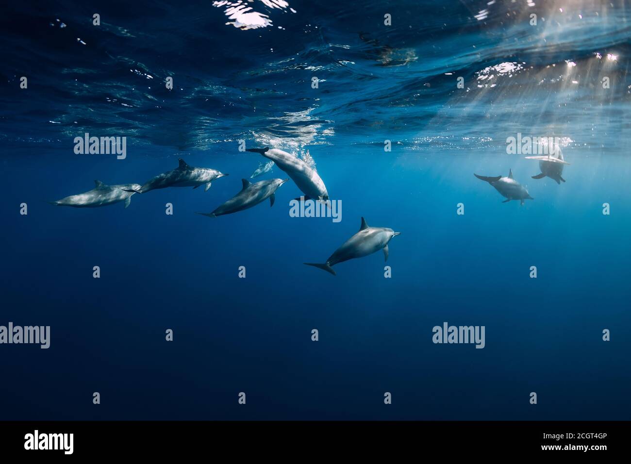 Dolphins underwater in blue tropical ocean. Dolphins family Stock Photo ...