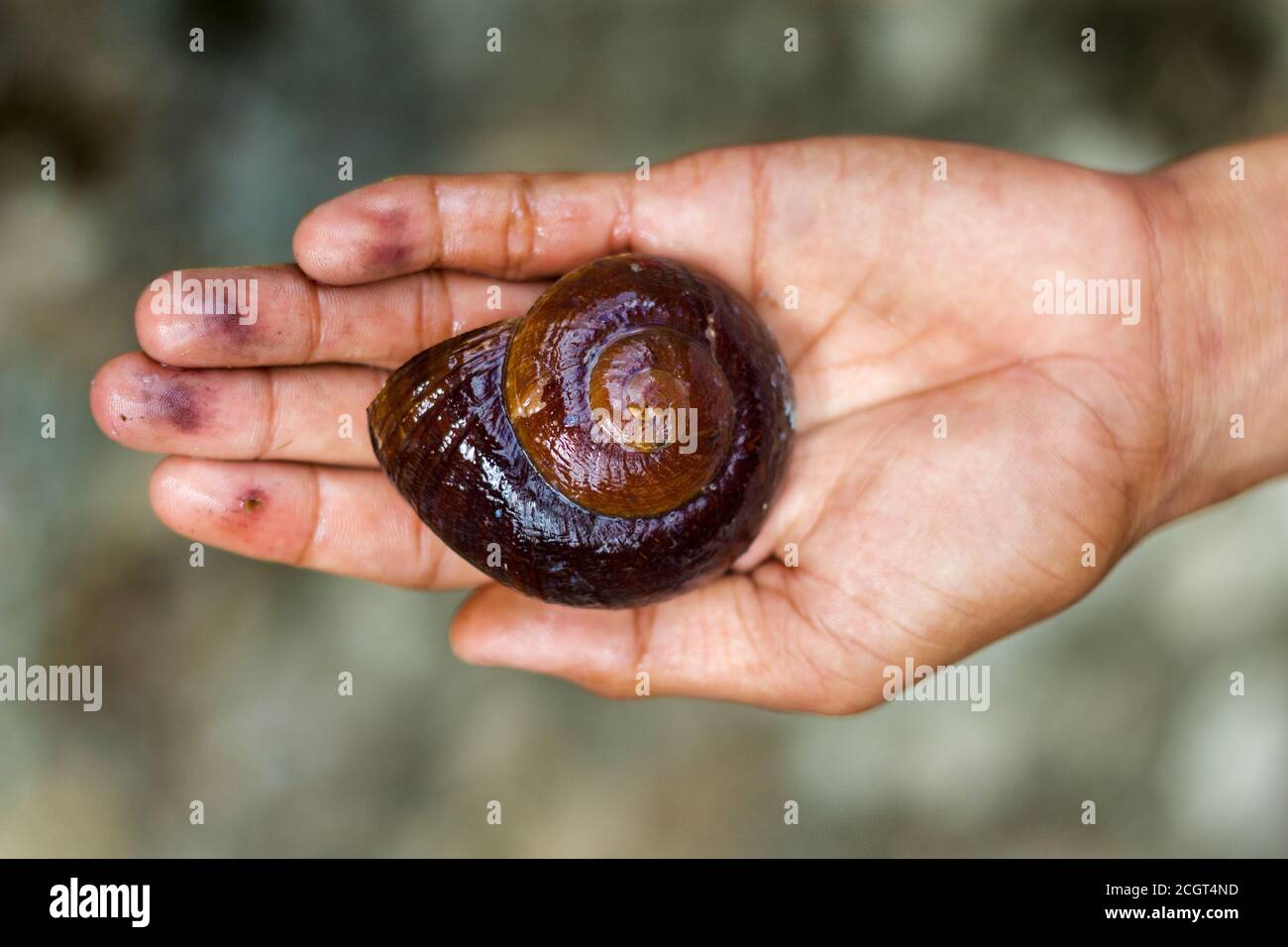 A land snail species on hand which is a popular edible food Stock Photo ...