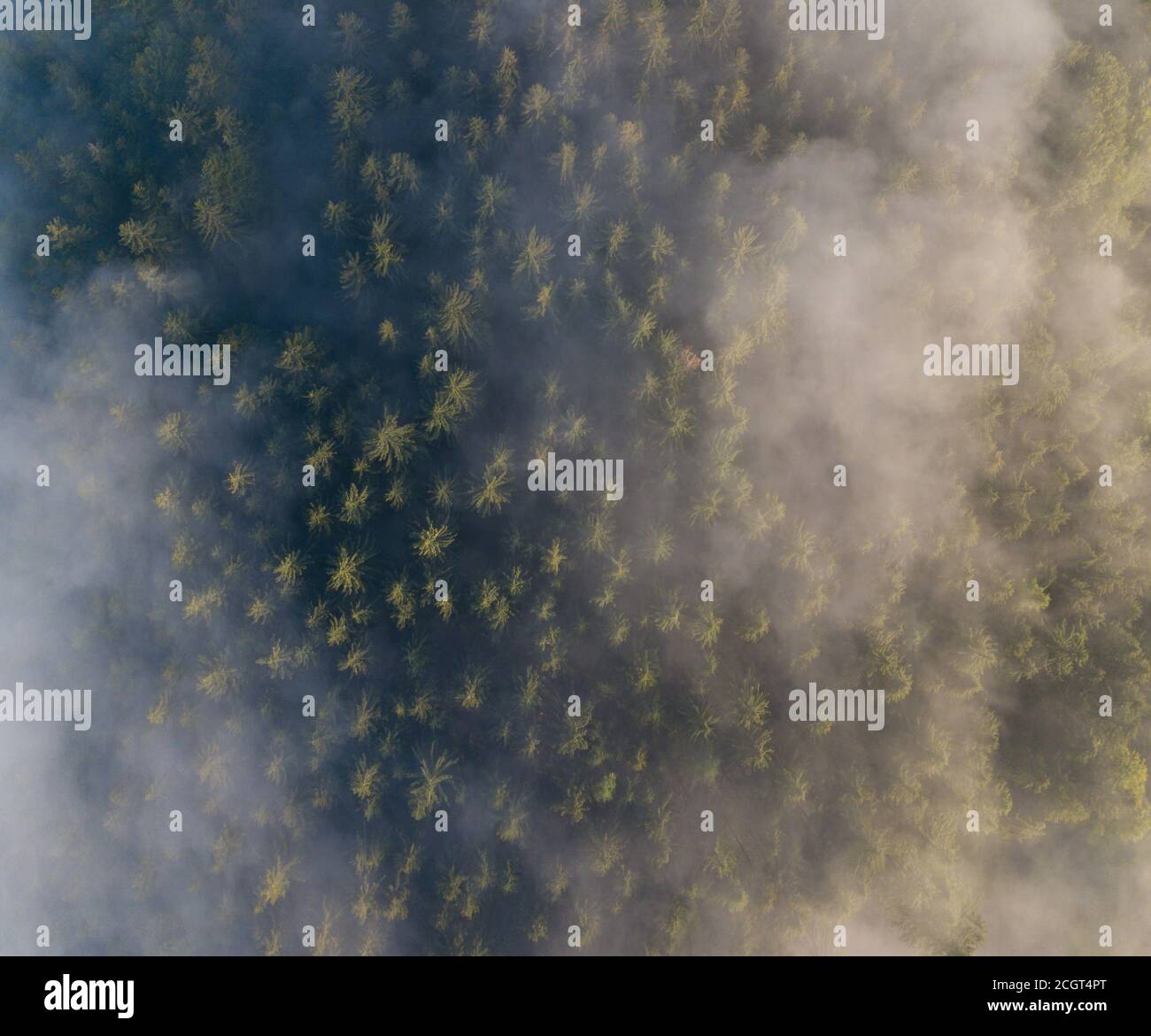 Misty trees from above. Aerial view of Morning fog and sunrise in ...