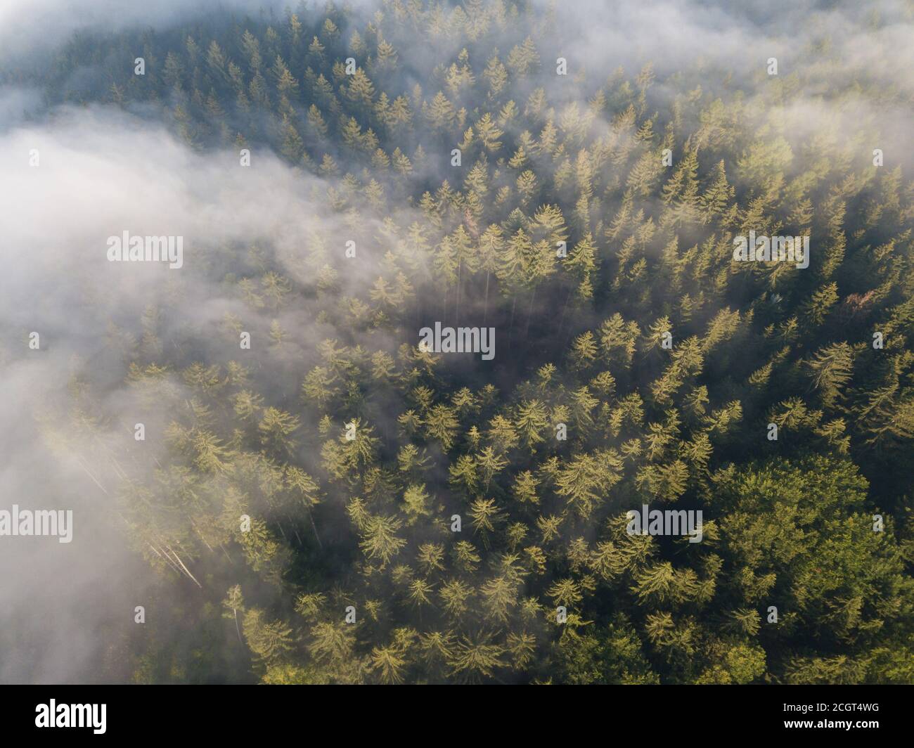 Misty trees from above. Aerial view of Morning fog and sunrise in ...