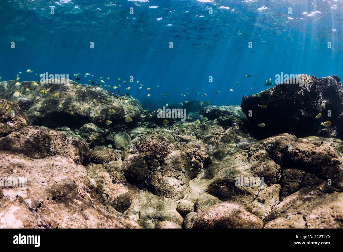 Underwater scene with stones bottom and tropical black fish Stock Photo ...