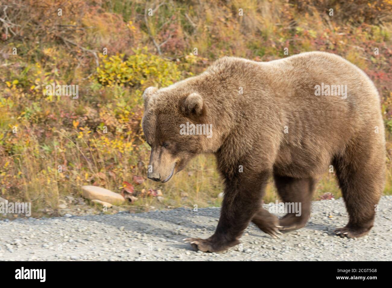 Grizzly bear in Autumn in Alaska Stock Photo - Alamy