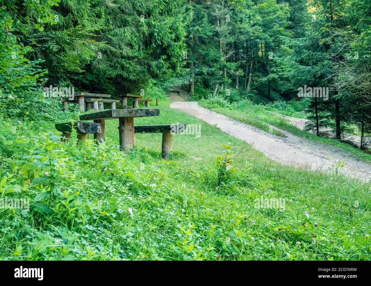 Tree trunk benches in the forest next to a hiking trail for resting ...