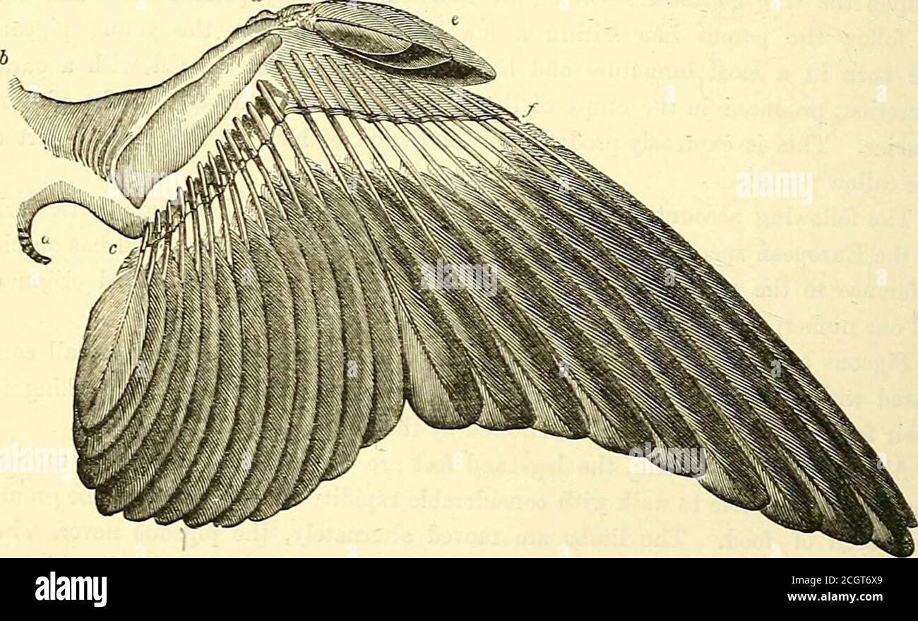 . Pigeons: their structure, varieties, habits, and management . FIG. I ...