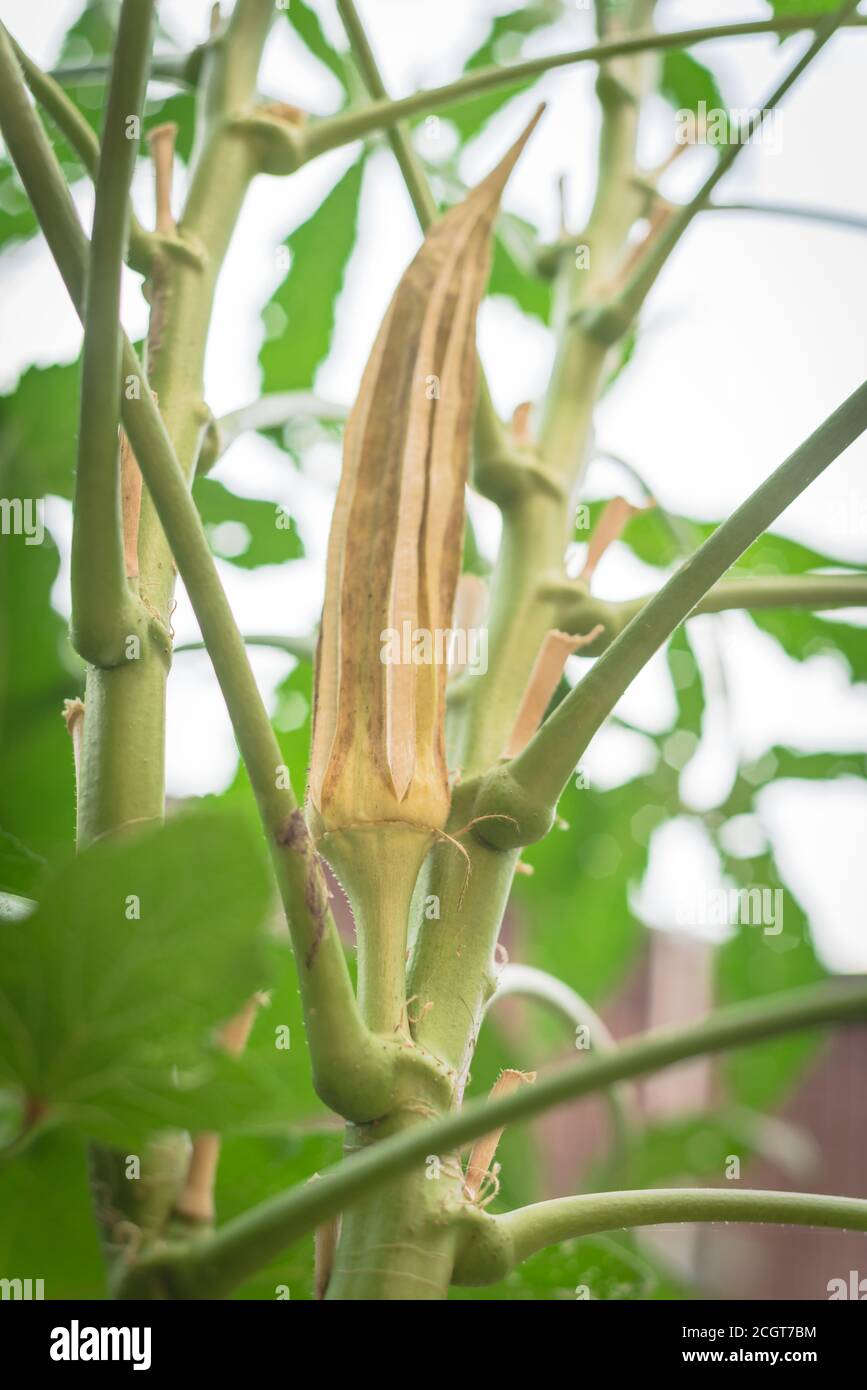 Upward view an organic okra pod mature and dry on the plant for saving ...