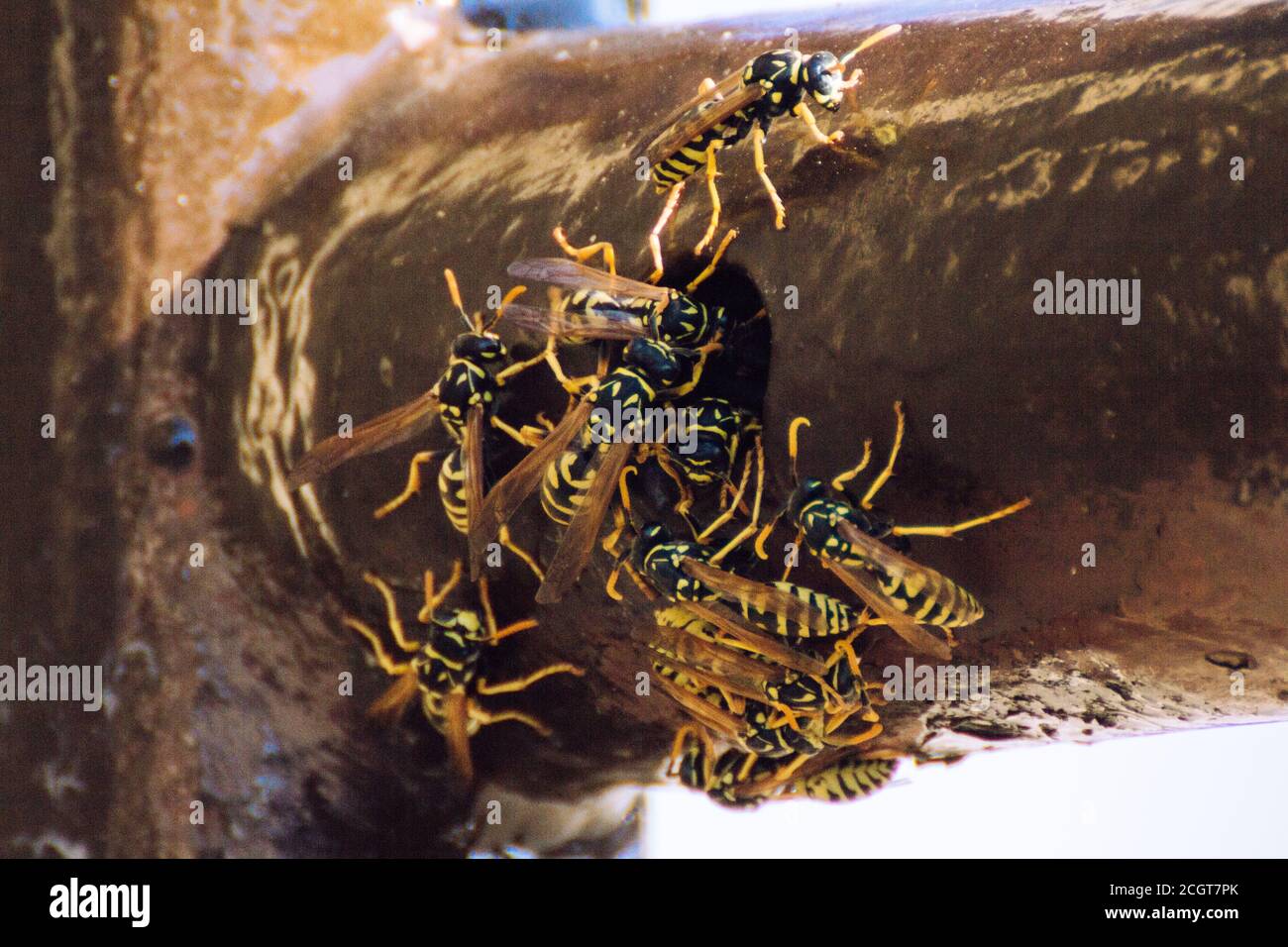 A group of wasp Stock Photo - Alamy