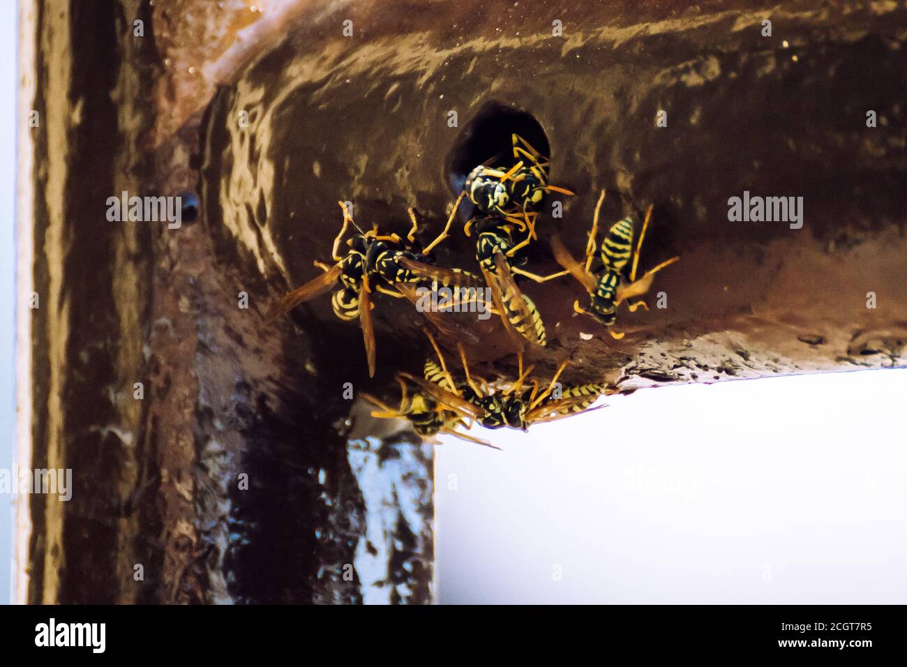 A group of wasp Stock Photo - Alamy